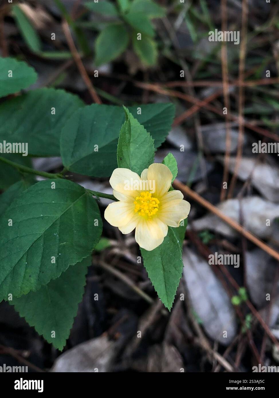 Common Fanpetals (Sida ulmifolia Stock Photo - Alamy