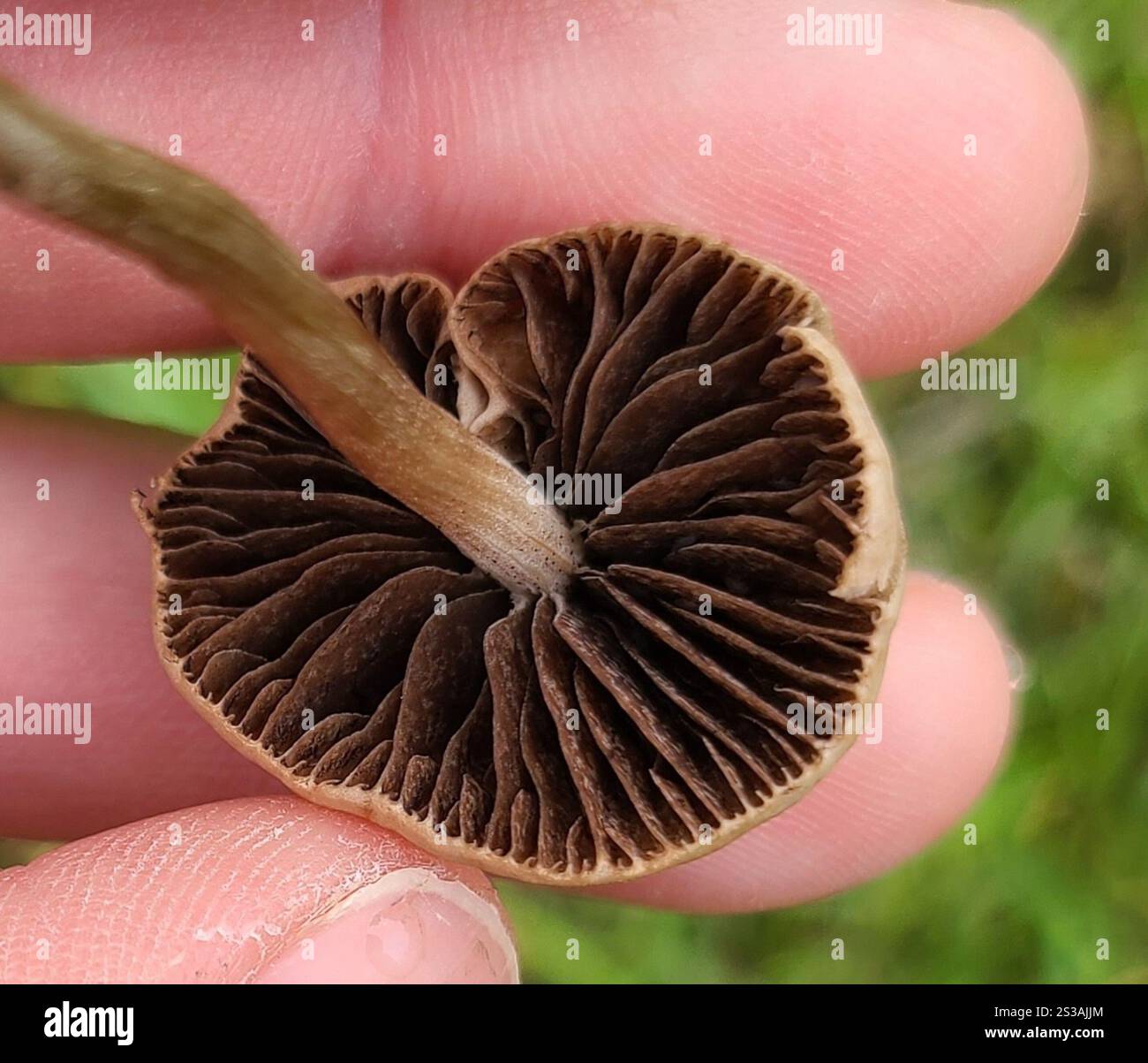 Mower's Mushroom (Panaeolus foenisecii Stock Photo - Alamy