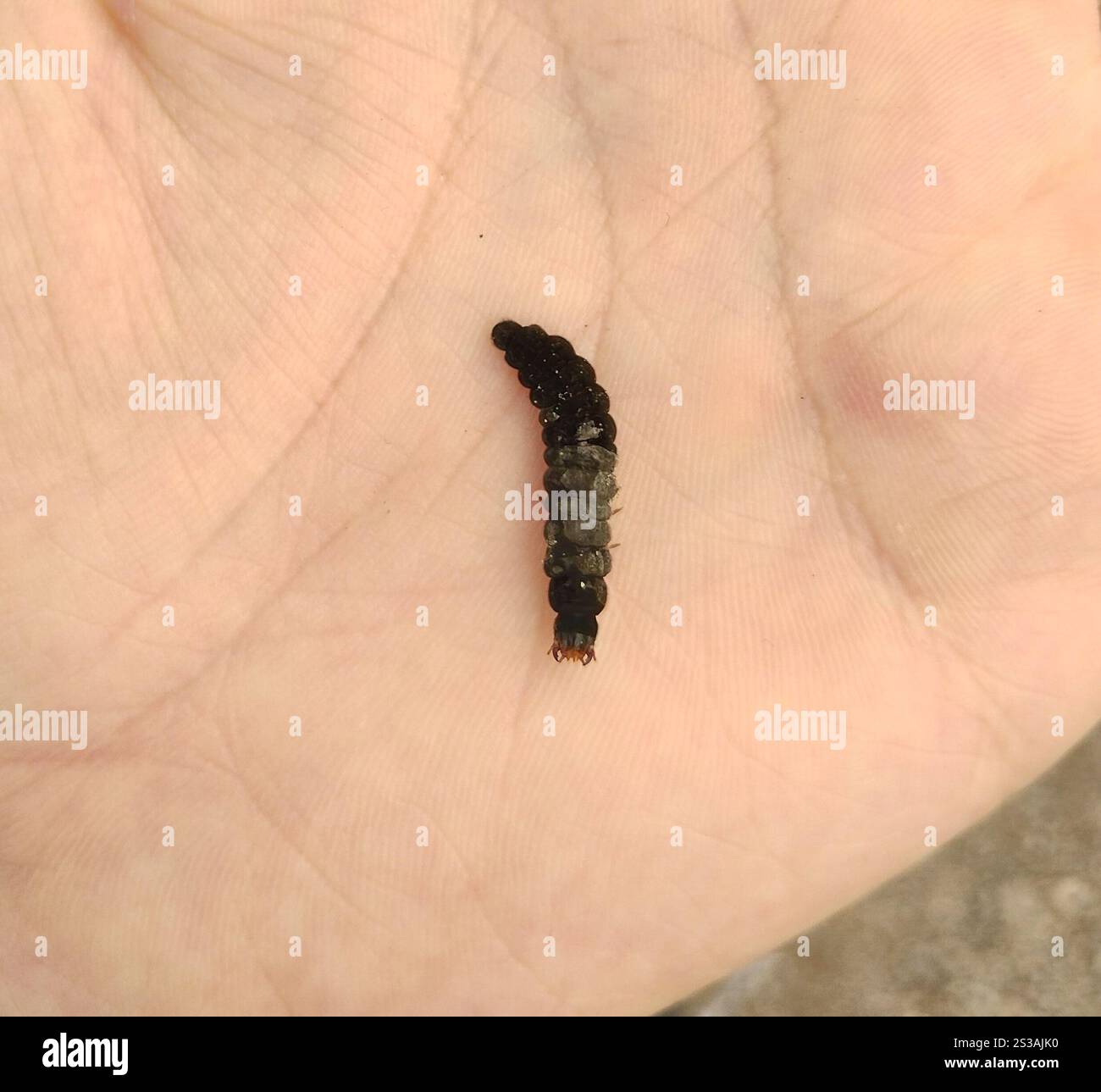 Soldier Beetles (Cantharidae Stock Photo - Alamy