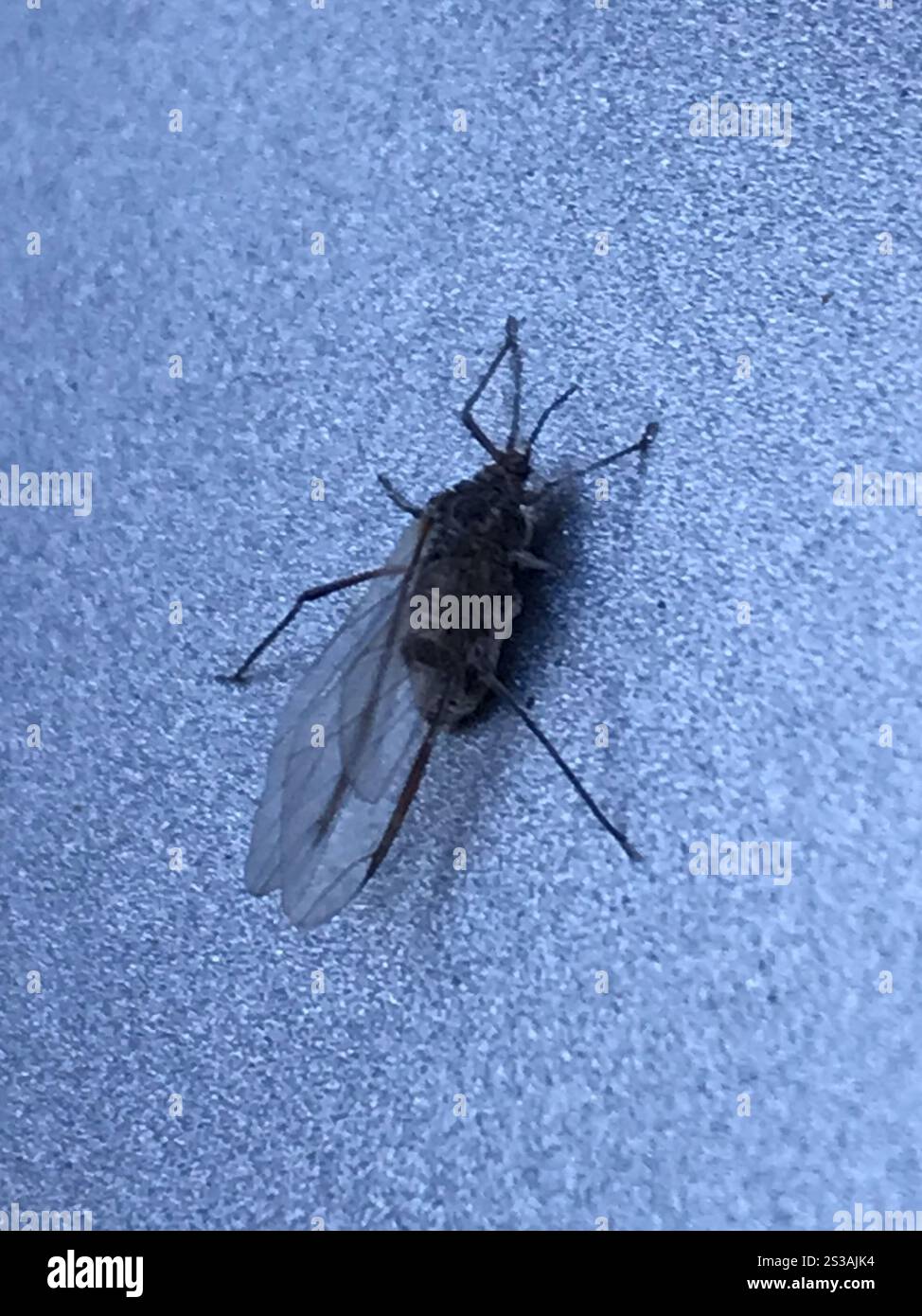 Giant Willow Aphid (Tuberolachnus salignus Stock Photo - Alamy