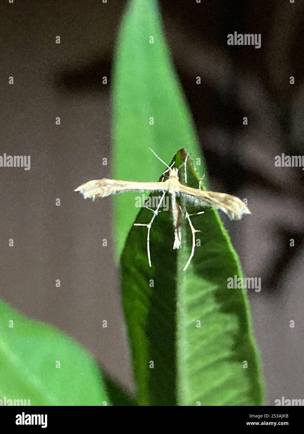 Spiderling Plume Moth (Megalorhipida leucodactylus Stock Photo - Alamy