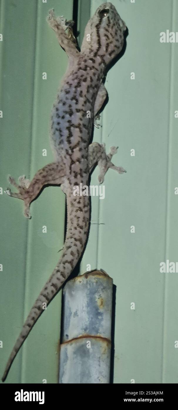 Eastern tree dtella (Gehyra versicolor Stock Photo - Alamy