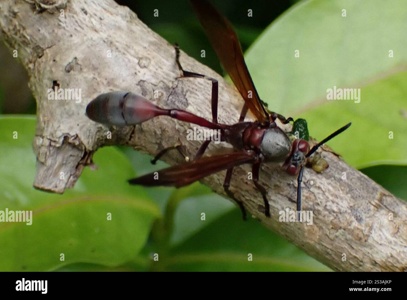 Belonogaster juncea hi-res stock photography and images - Alamy