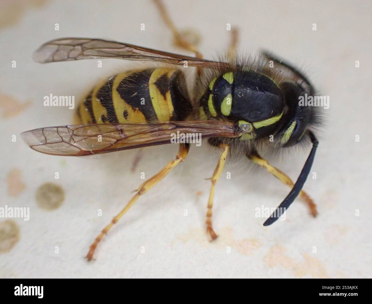 Common European Yellowjacket (Vespula vulgaris Stock Photo - Alamy