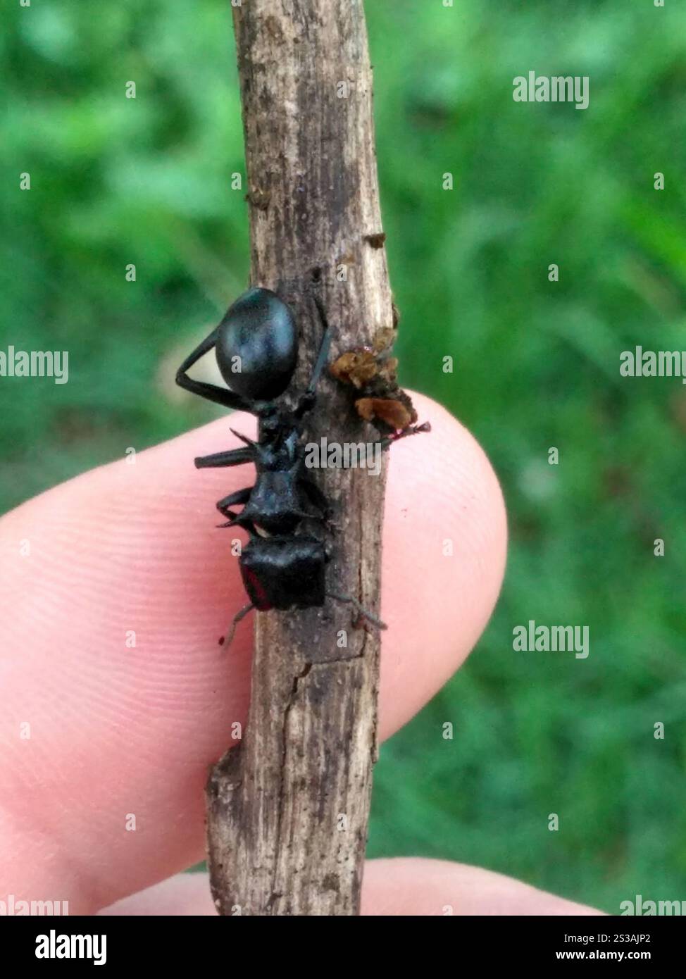 Common Giant Turtle Ant (Cephalotes atratus Stock Photo - Alamy