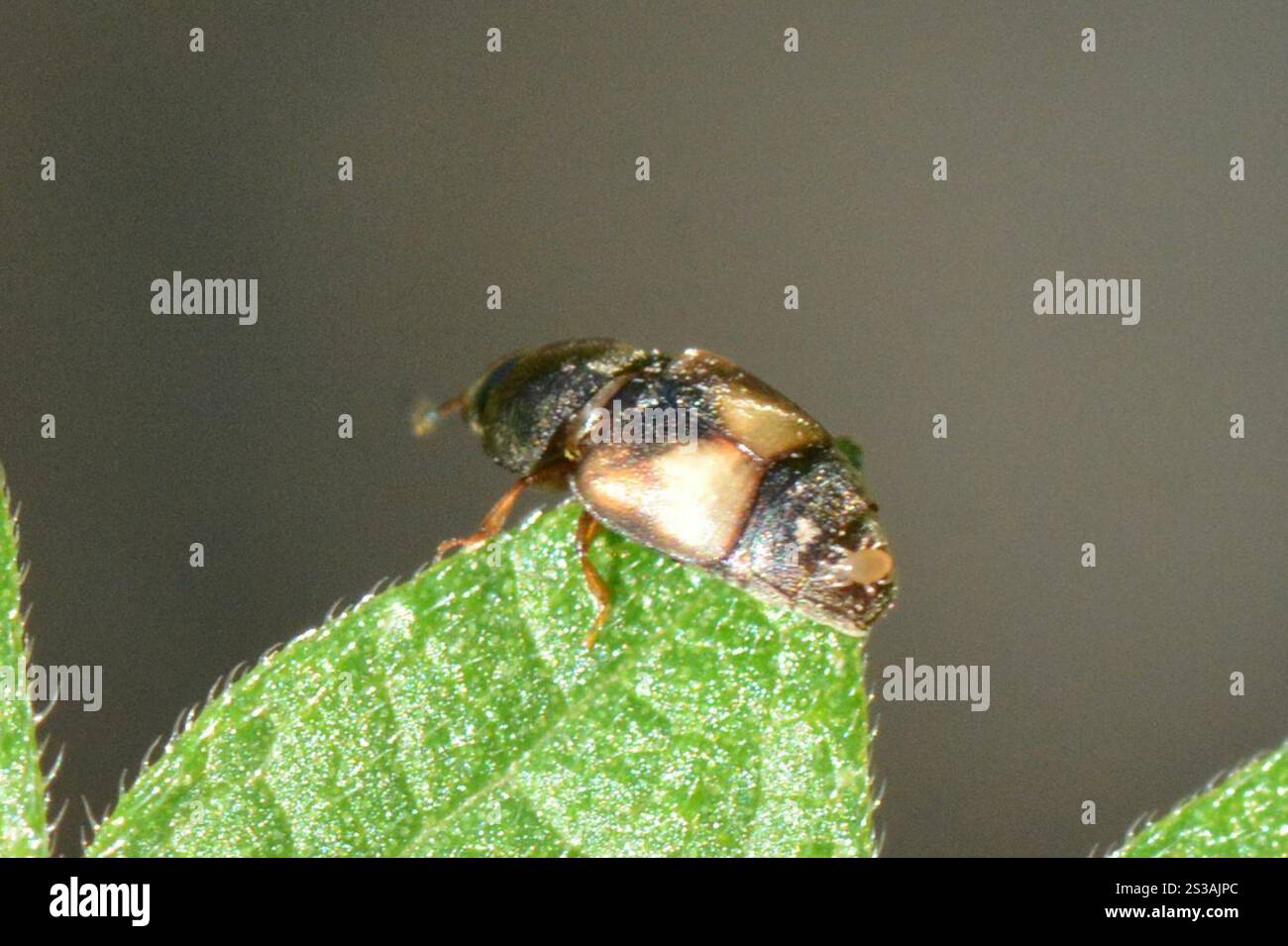 Dried Fruit Beetle (Carpophilus hemipterus Stock Photo - Alamy