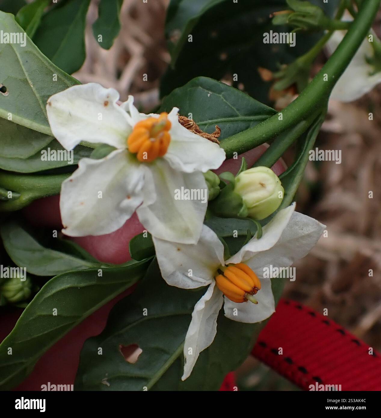 Jerusalem cherry (Solanum pseudocapsicum Stock Photo - Alamy