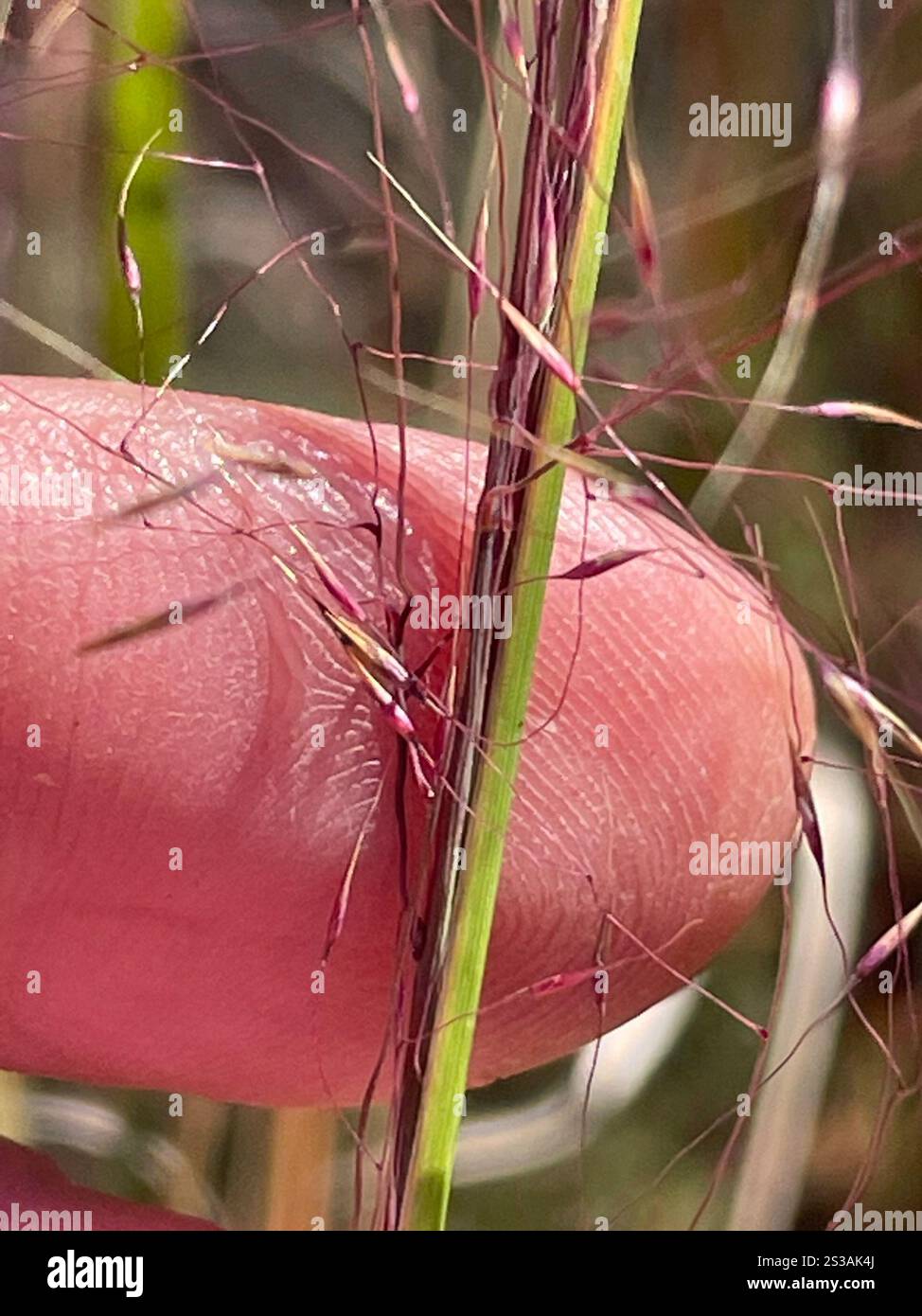 Hairawn Muhly (Muhlenbergia capillaris Stock Photo - Alamy
