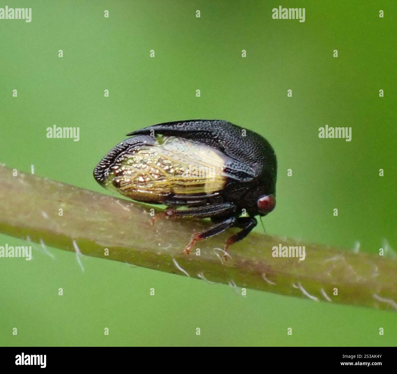 Typical Treehoppers (Membracidae Stock Photo - Alamy
