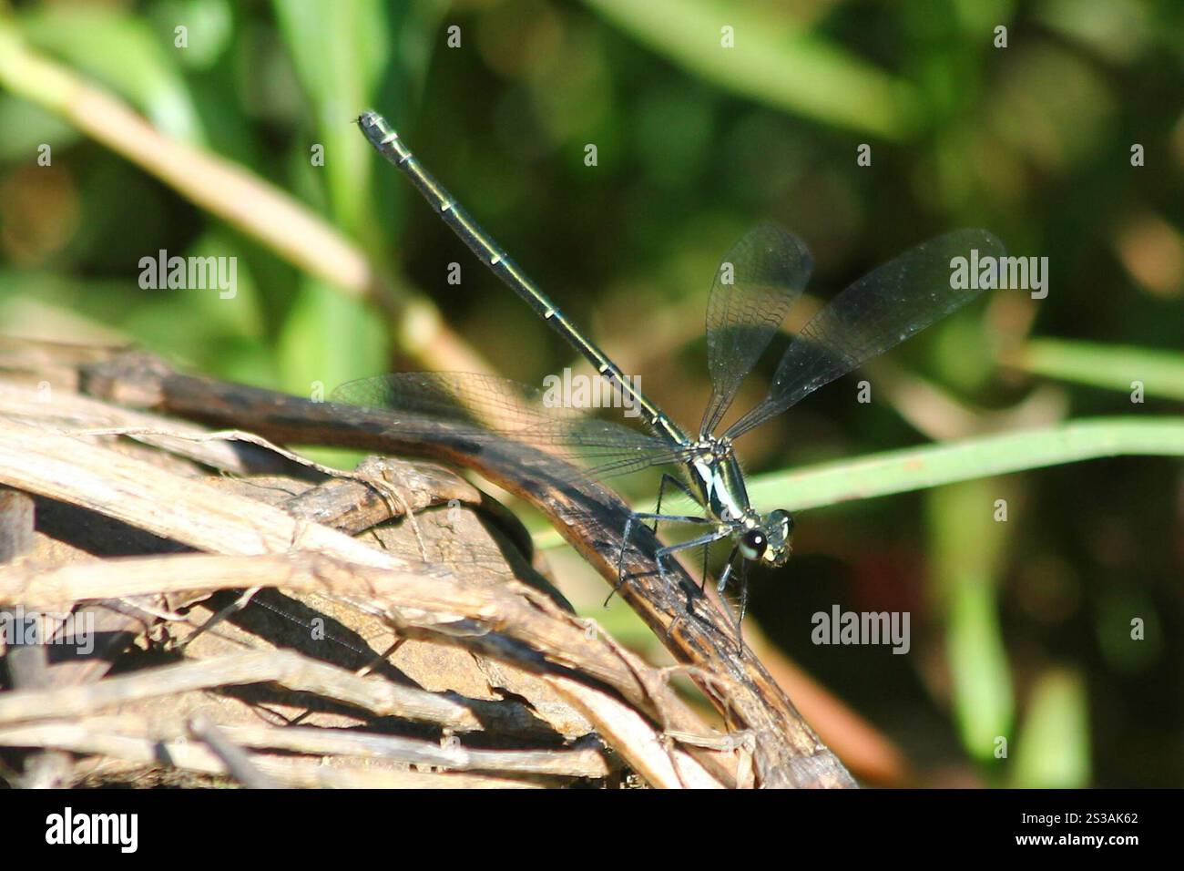 Common Flatwing (Austroargiolestes icteromelas Stock Photo - Alamy