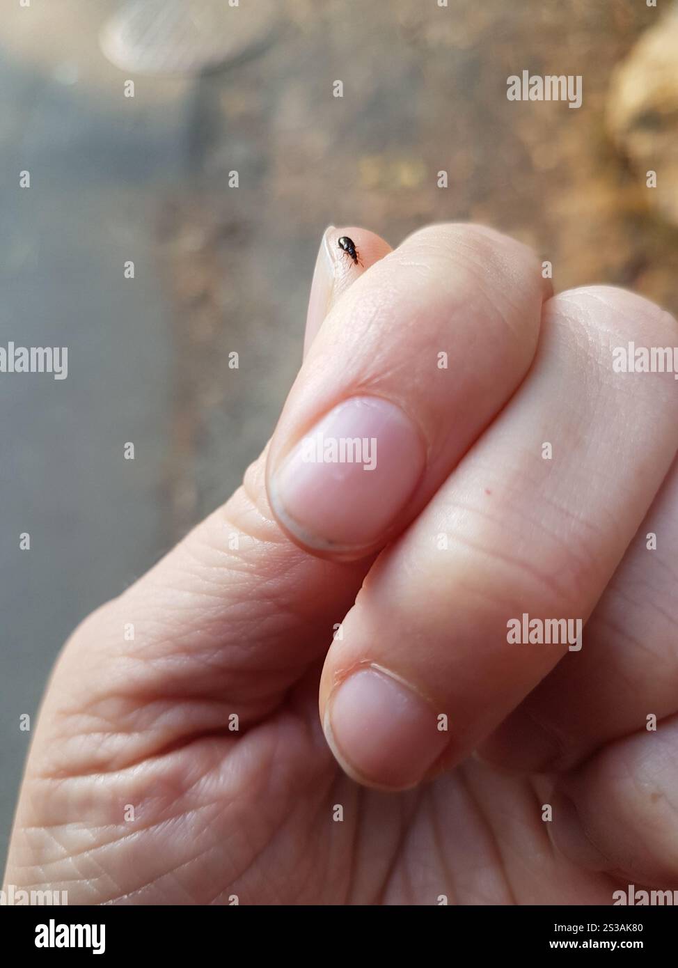 Hippopotamus Beetles (Salpingus Stock Photo - Alamy