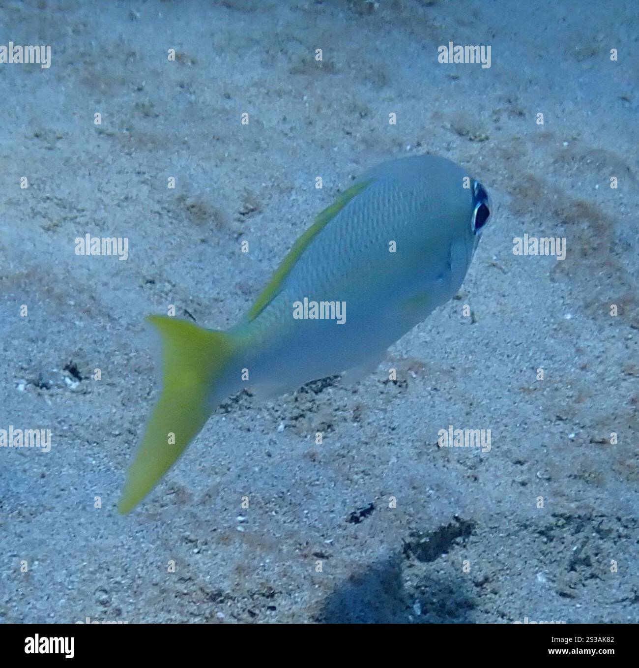 Pale Monocle Bream (Scolopsis affinis Stock Photo - Alamy