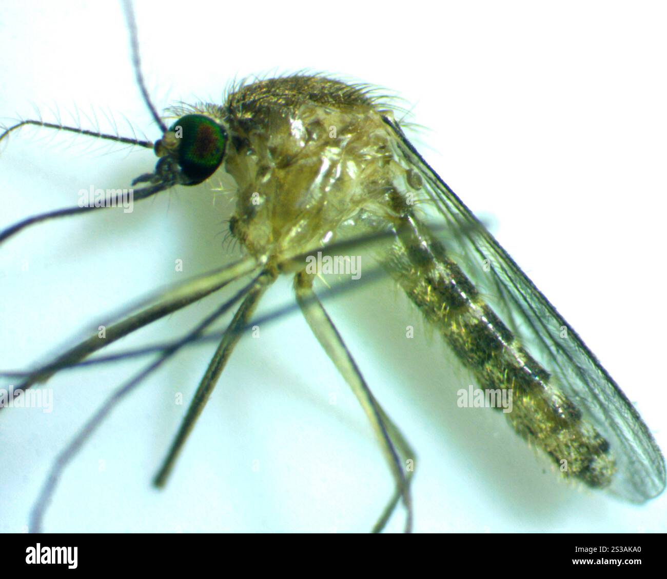 Southern House Mosquito (Culex quinquefasciatus Stock Photo - Alamy