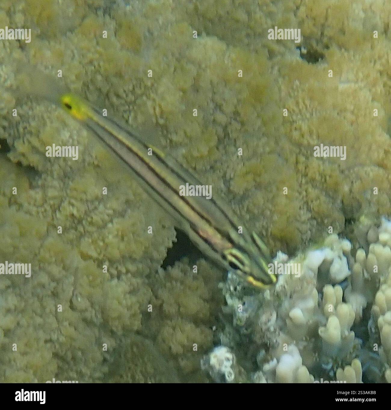 Fiveline Cardinalfish (Cheilodipterus quinquelineatus Stock Photo - Alamy