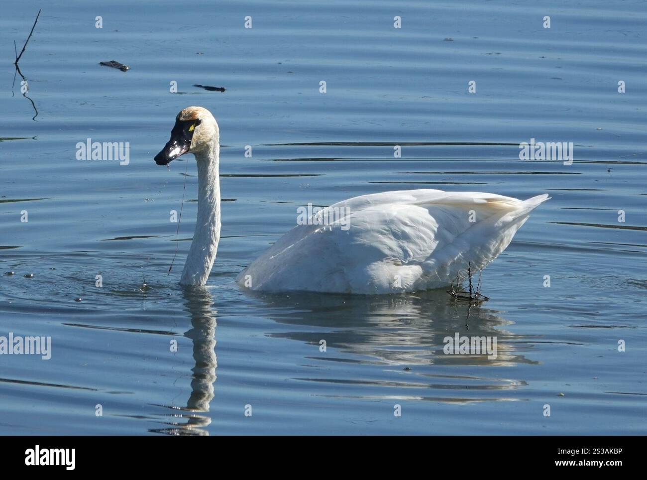 Tundra Swan (Cygnus columbianus Stock Photo - Alamy