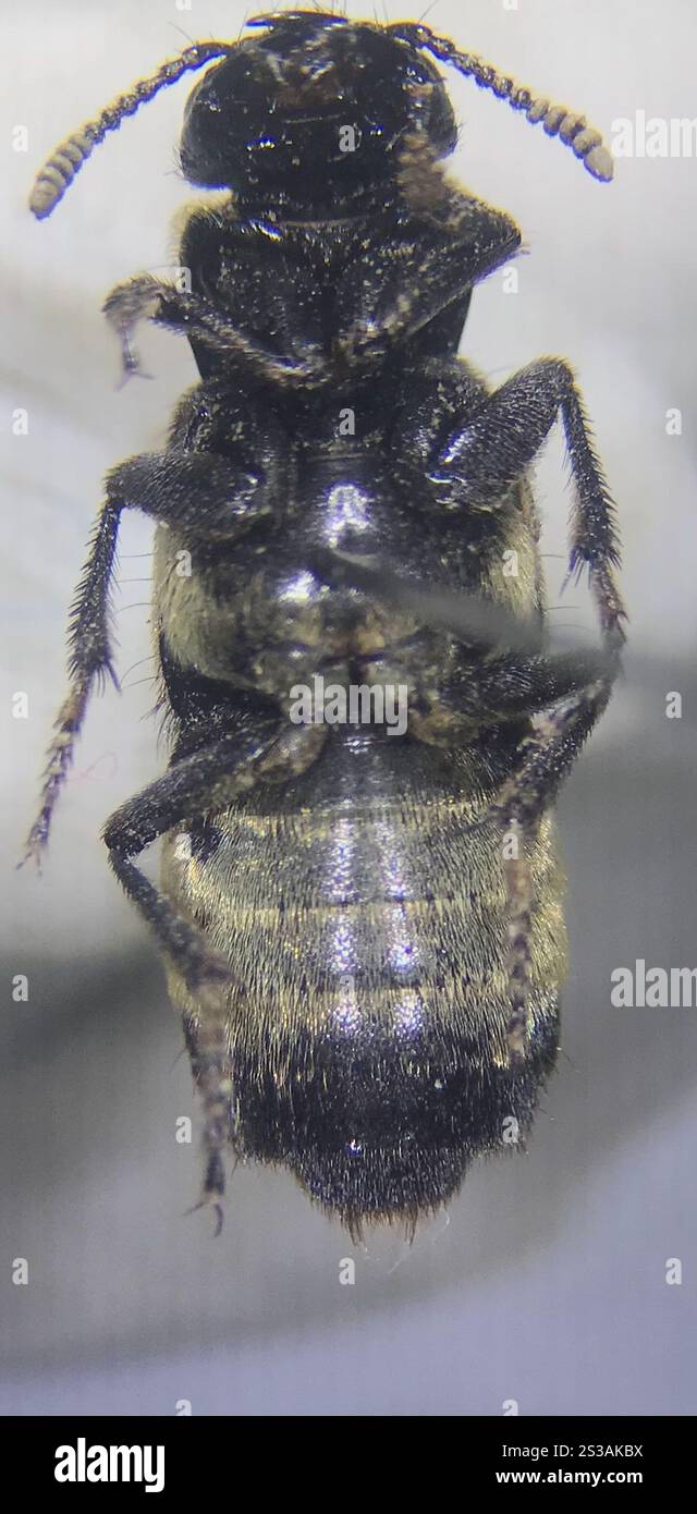 hairy rove beetle (Creophilus maxillosus Stock Photo - Alamy