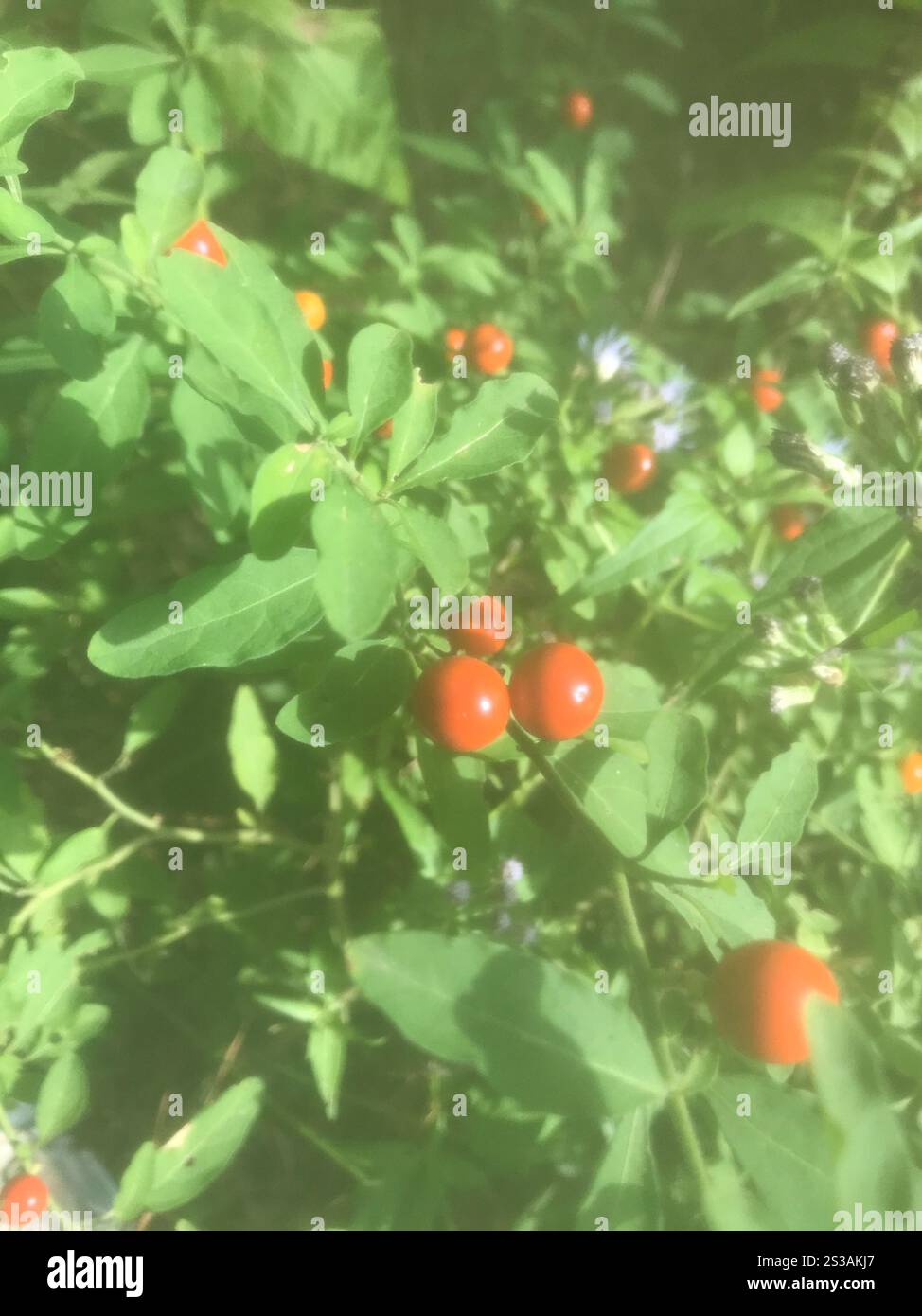 Jerusalem cherry (Solanum pseudocapsicum Stock Photo - Alamy