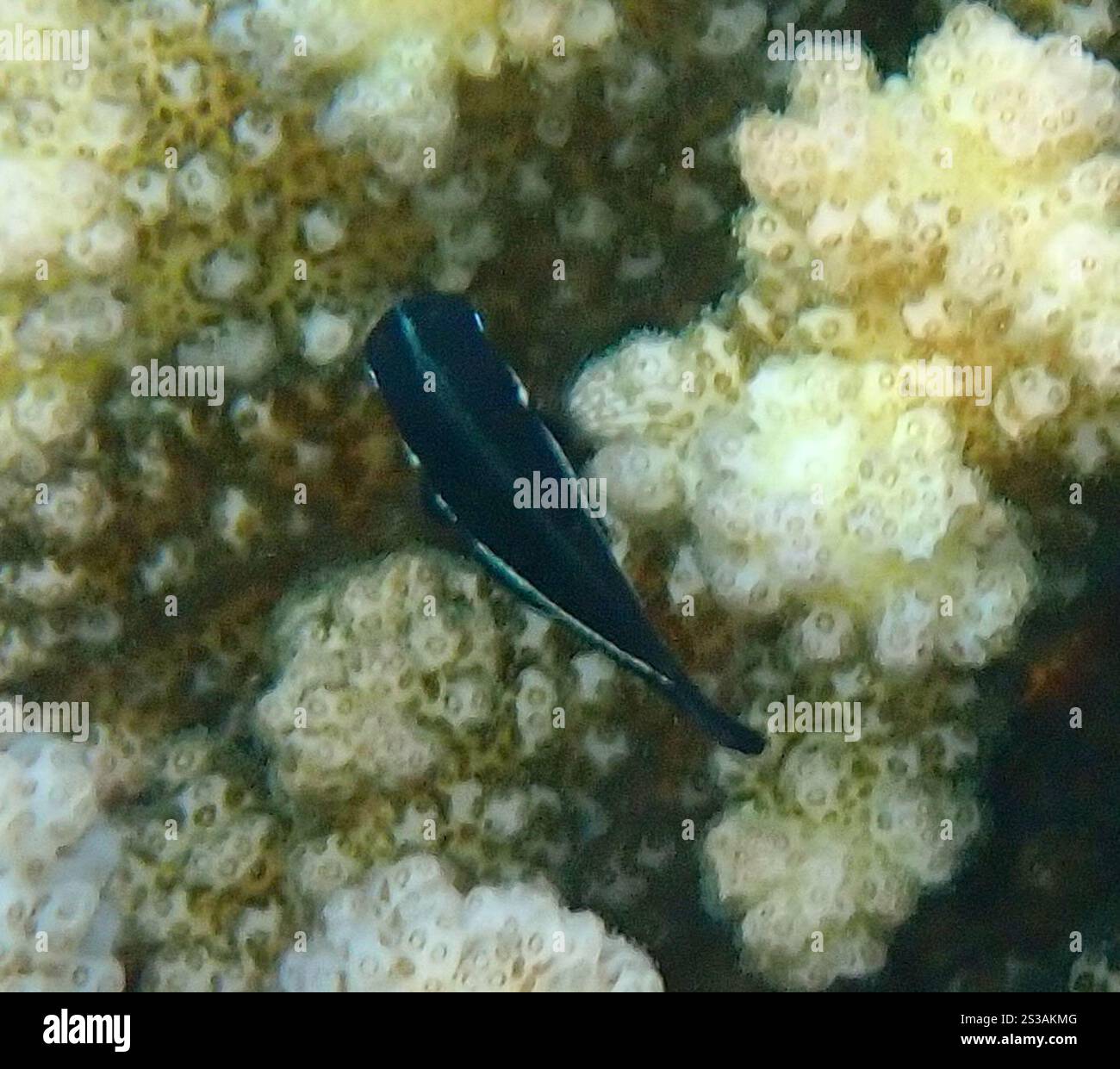 Tubelip Wrasse (Labrichthys unilineatus Stock Photo - Alamy