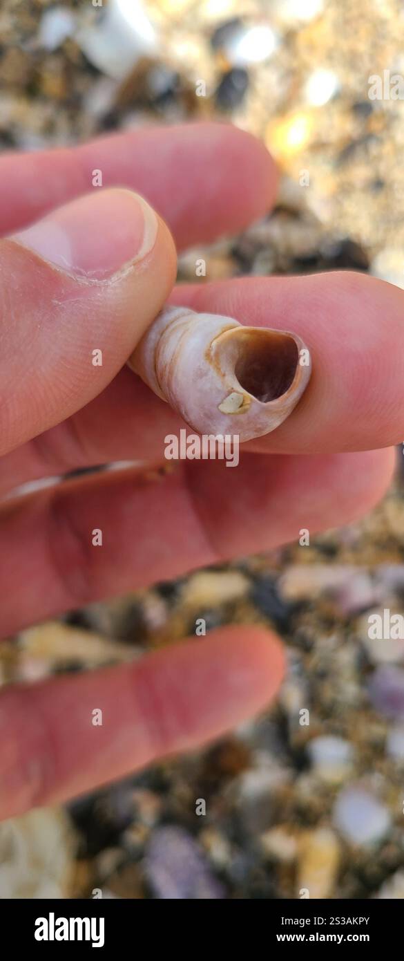 Turret Shell (Maoricolpus roseus Stock Photo - Alamy