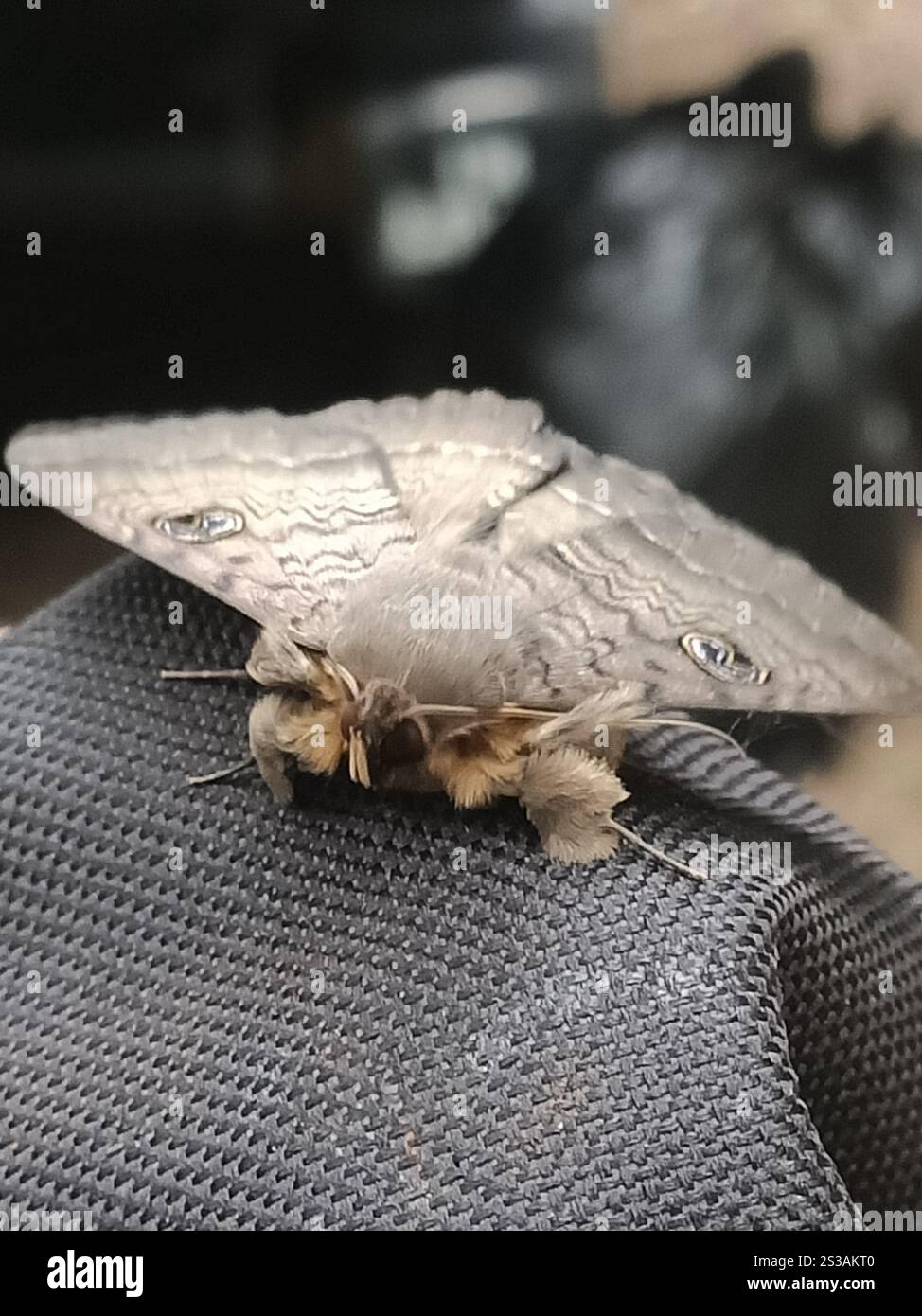 Northern Wattle Moth (Dasypodia cymatodes Stock Photo - Alamy