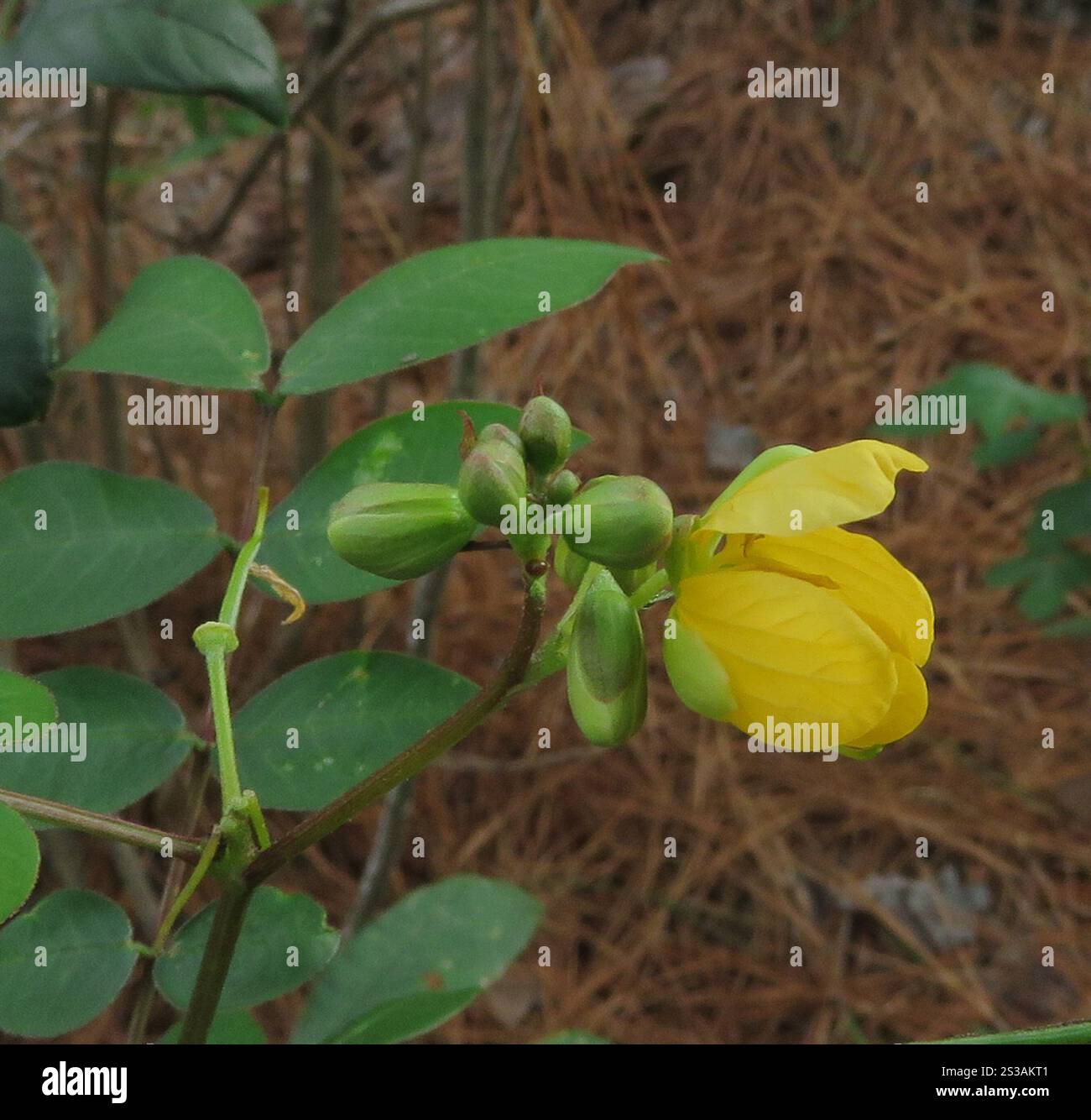 Coffee Senna (Senna occidentalis Stock Photo - Alamy