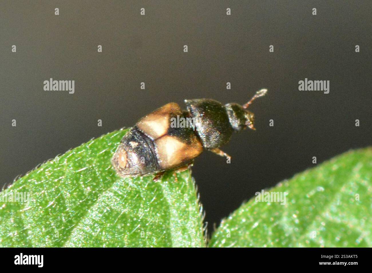 Dried Fruit Beetle (Carpophilus hemipterus Stock Photo - Alamy