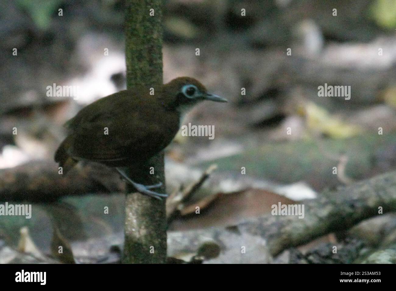 Bicolored antbird gymnopithys bicolor hi-res stock photography and ...
