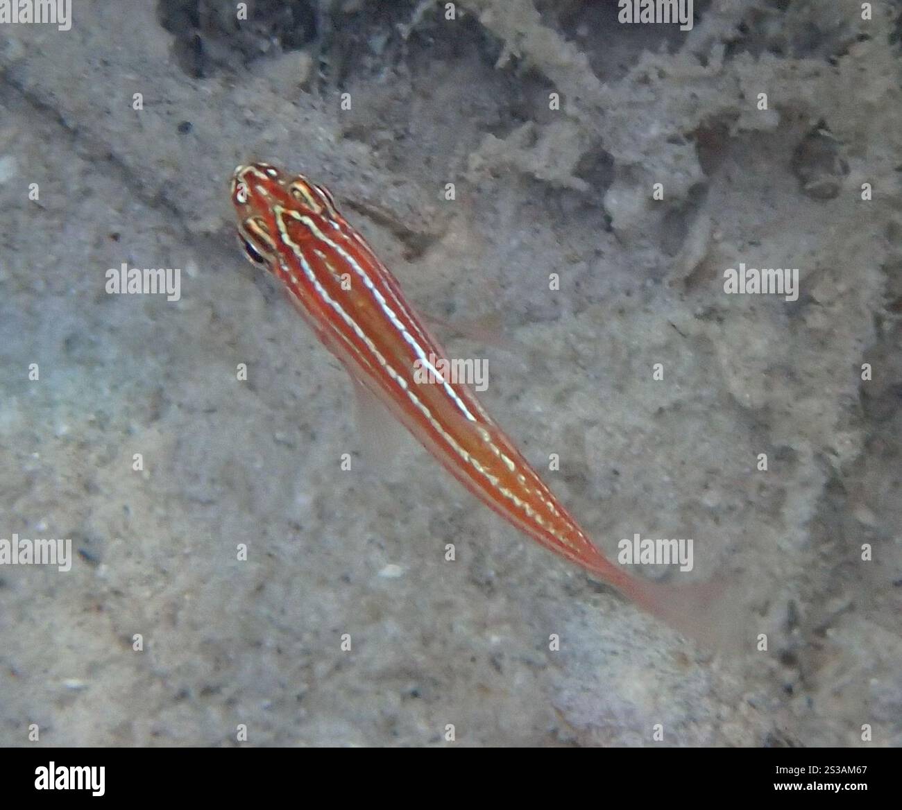 Red-striped Cardinalfish (Ostorhinchus margaritophorus Stock Photo - Alamy