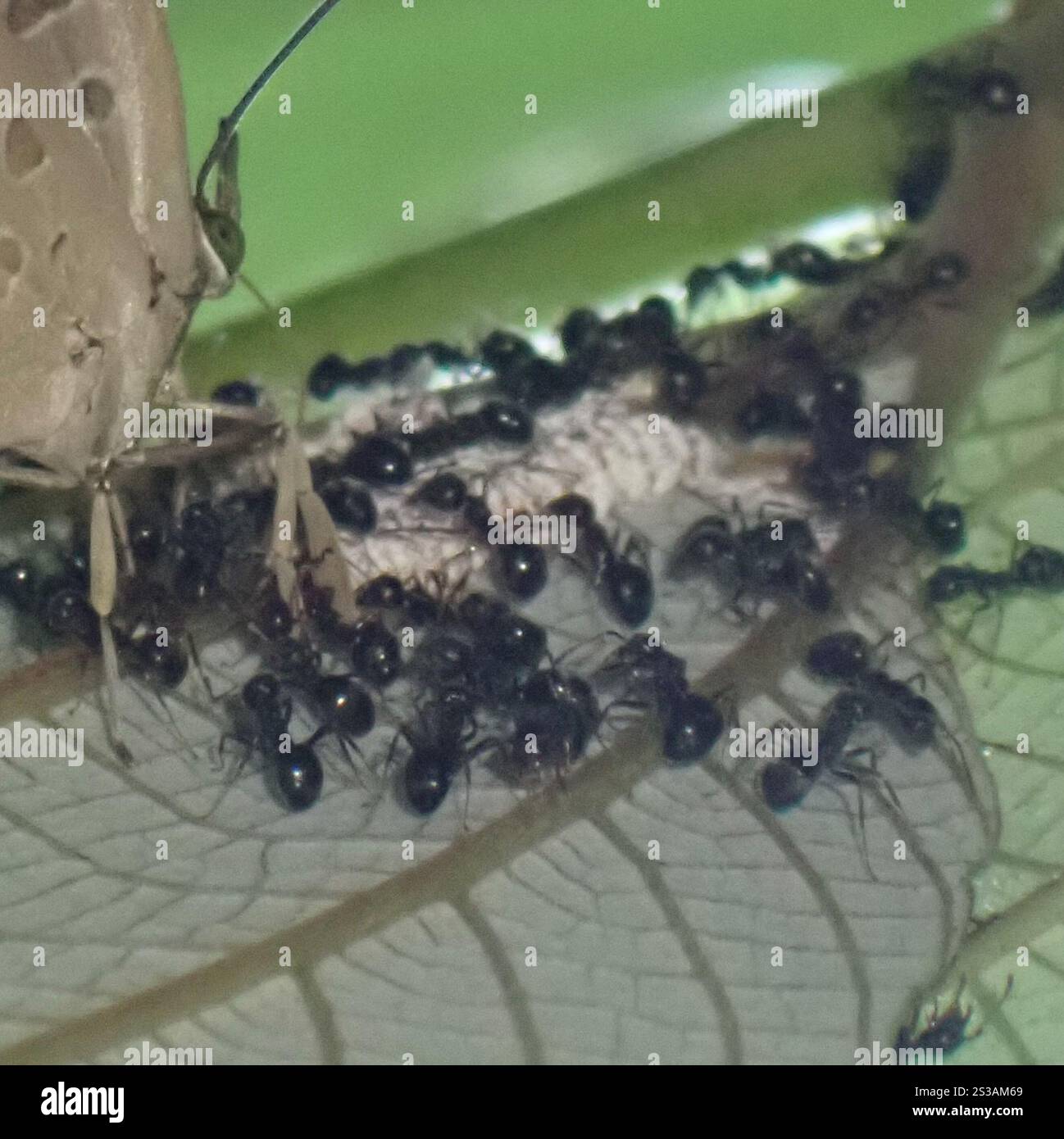 Cocoa ant hi-res stock photography and images - Alamy