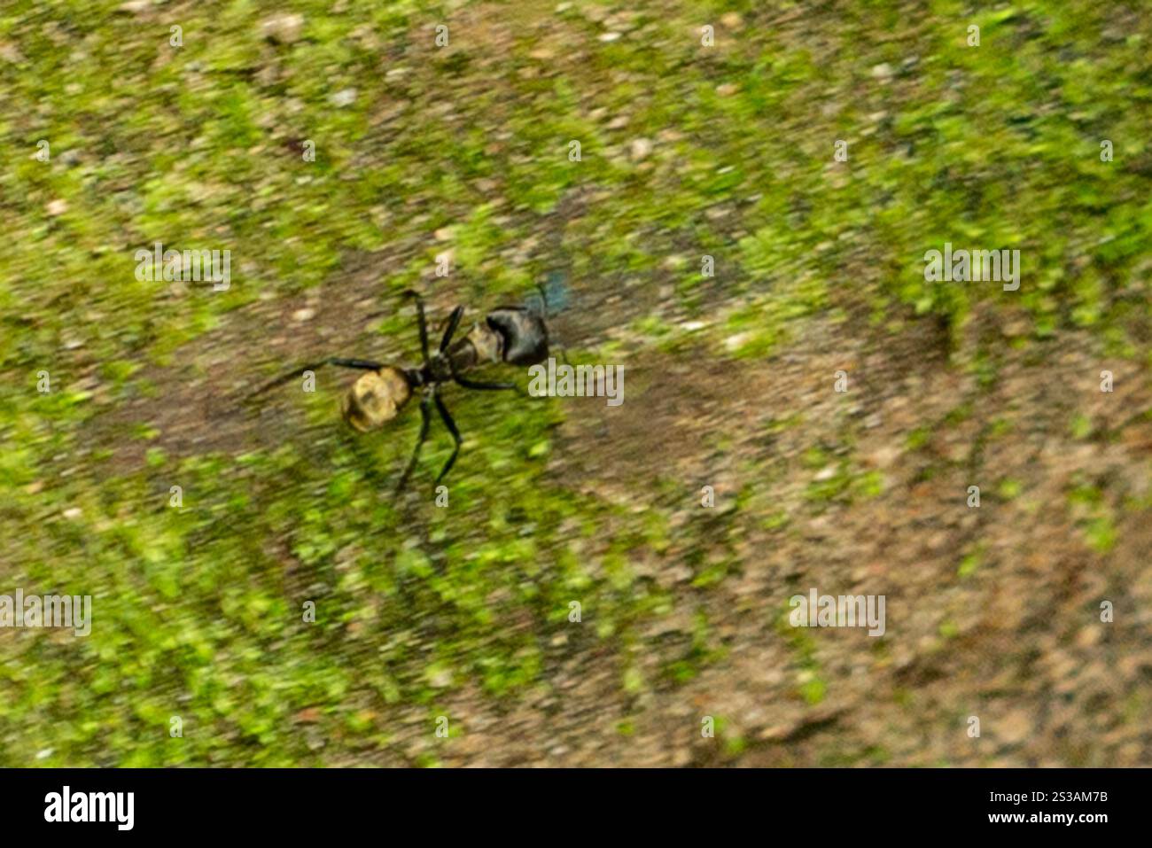 Shimmering Golden Sugar ant (Camponotus sericeiventris Stock Photo - Alamy