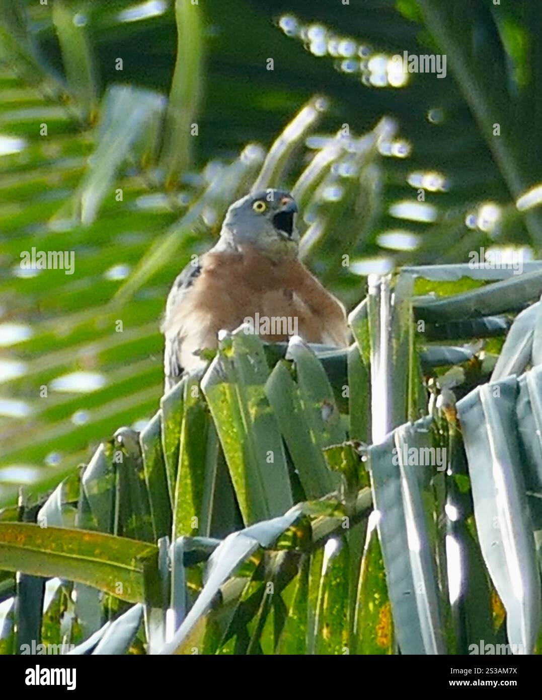 Chinese Sparrowhawk (Tachyspiza soloensis Stock Photo - Alamy