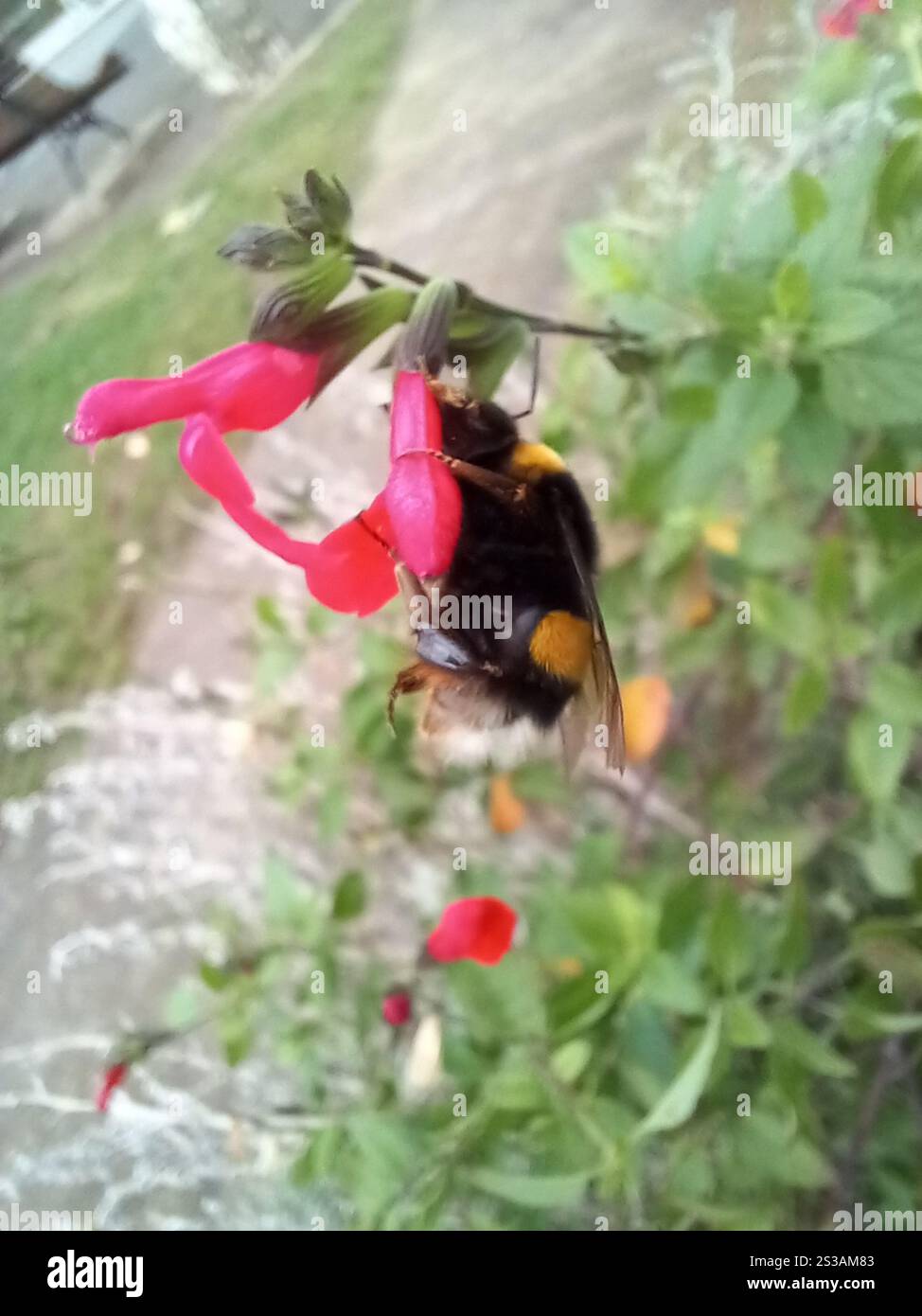 Buff-tailed Bumble Bee (Bombus terrestris Stock Photo - Alamy