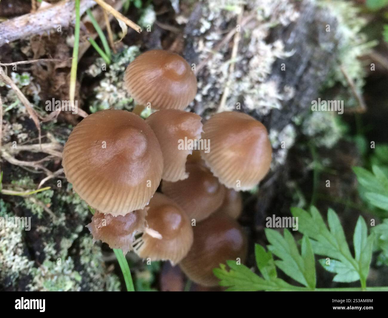 common bonnet (Mycena galericulata Stock Photo - Alamy