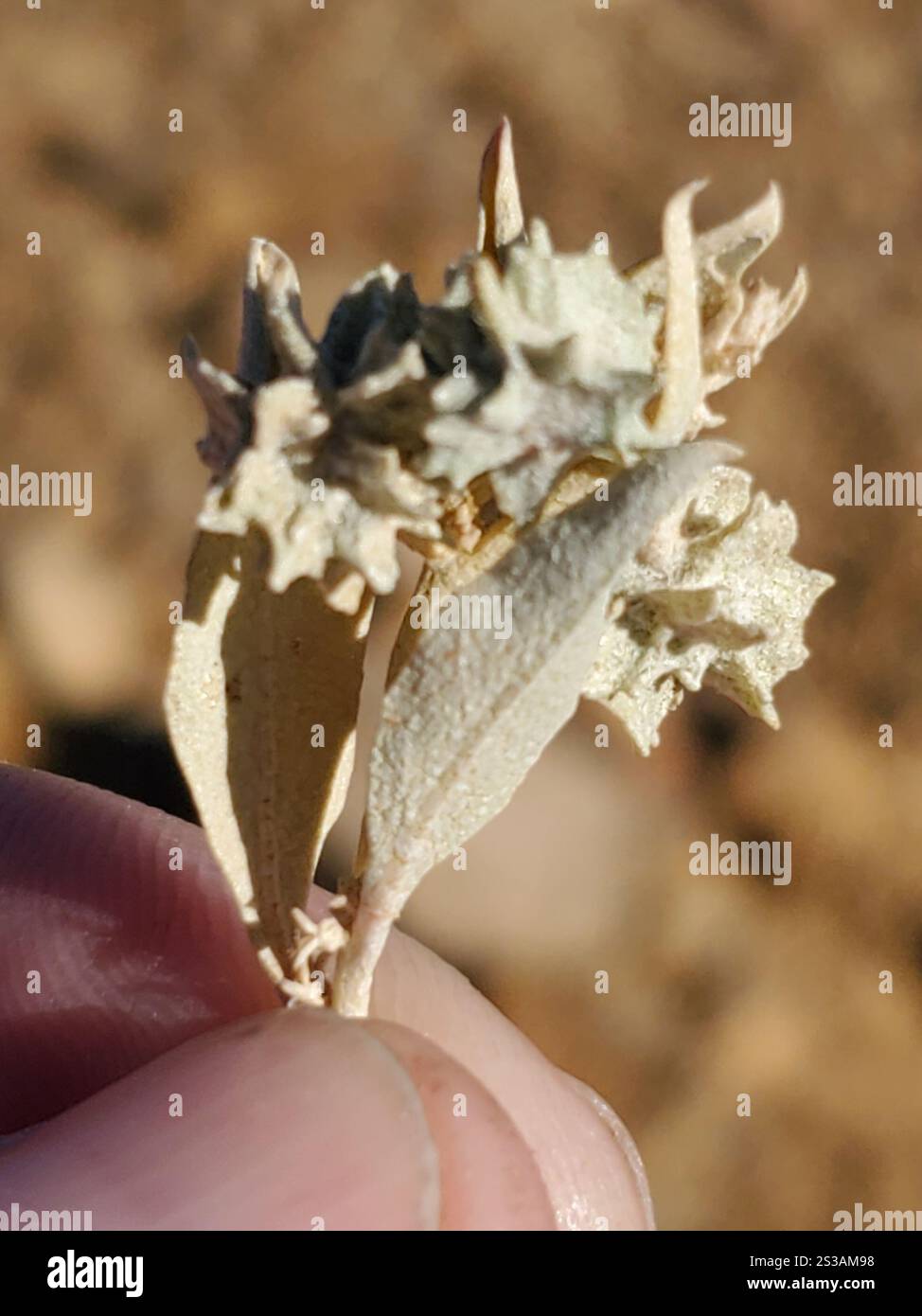 Wheelscale Saltbush (Atriplex elegans Stock Photo - Alamy