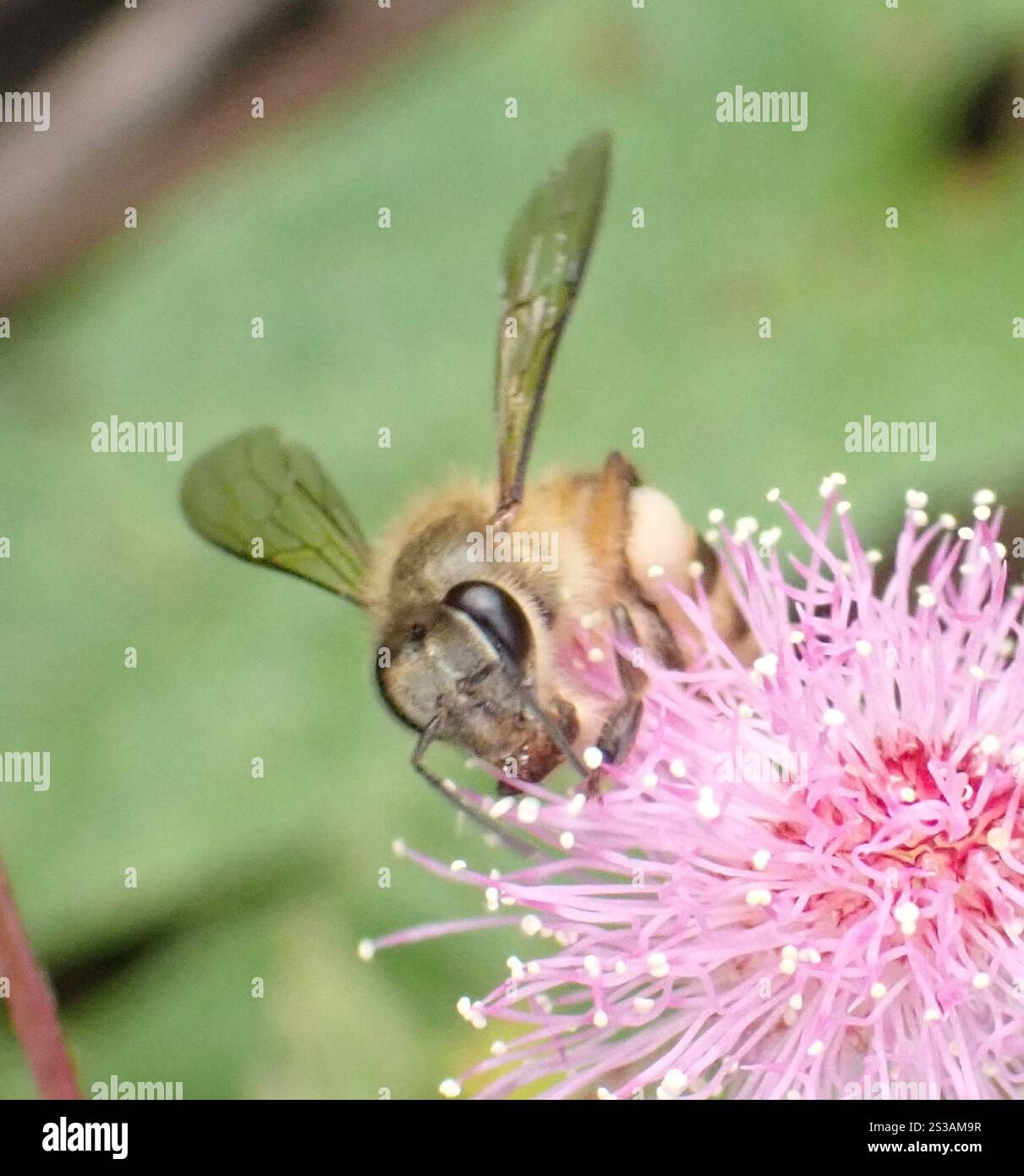 Black-banded Honey Bee (Apis nigrocincta Stock Photo - Alamy