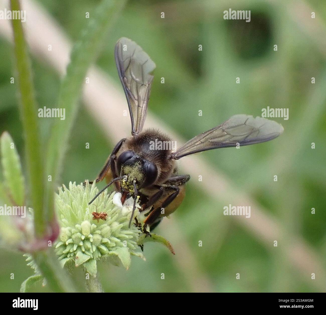 Sulawesi Giant Honey Bee (Apis dorsata binghami Stock Photo - Alamy