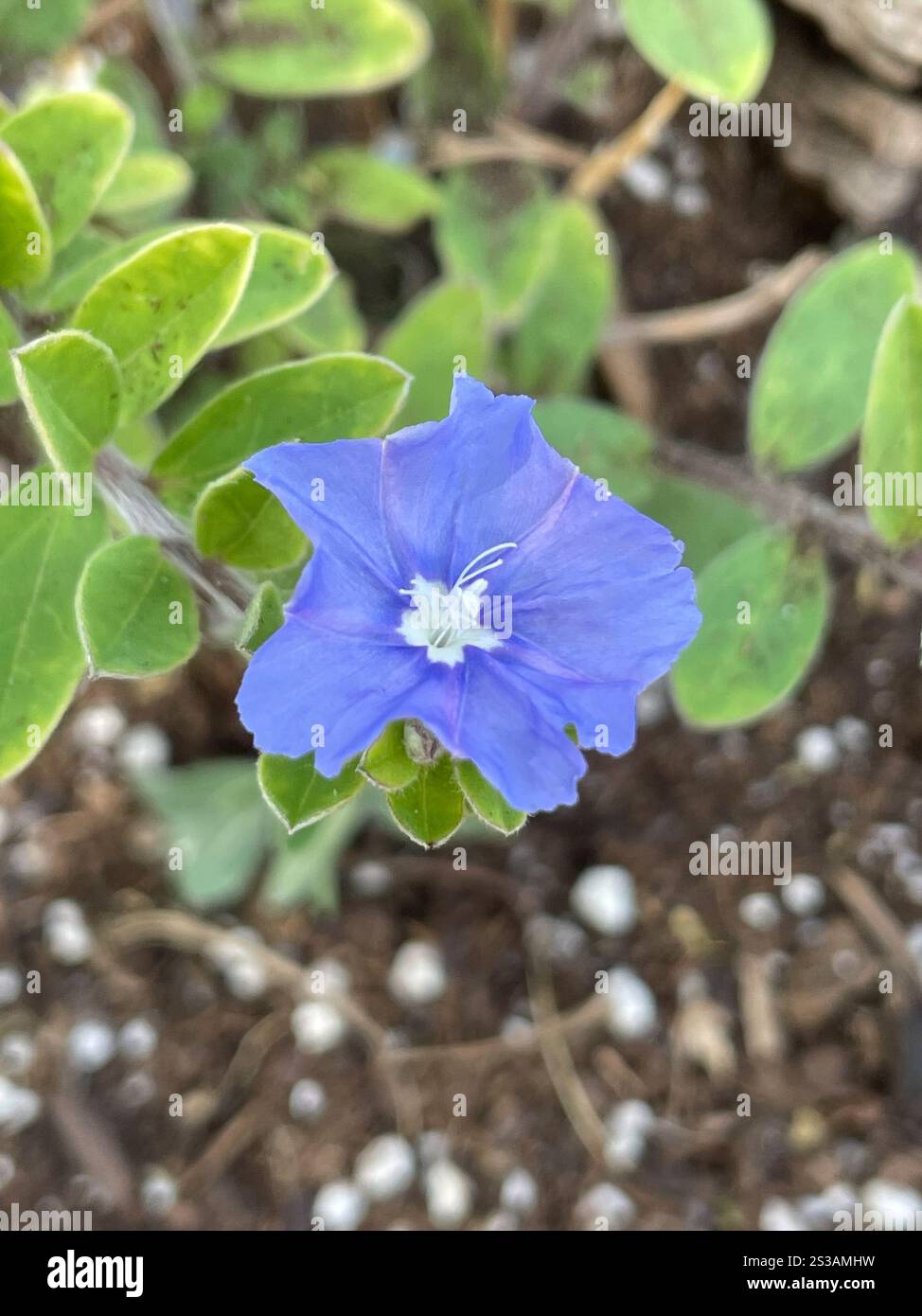 tropical speedwell (Evolvulus alsinoides Stock Photo - Alamy
