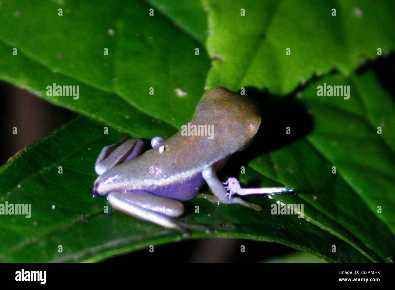 Tree Frogs and Allies (Hylidae Stock Photo - Alamy