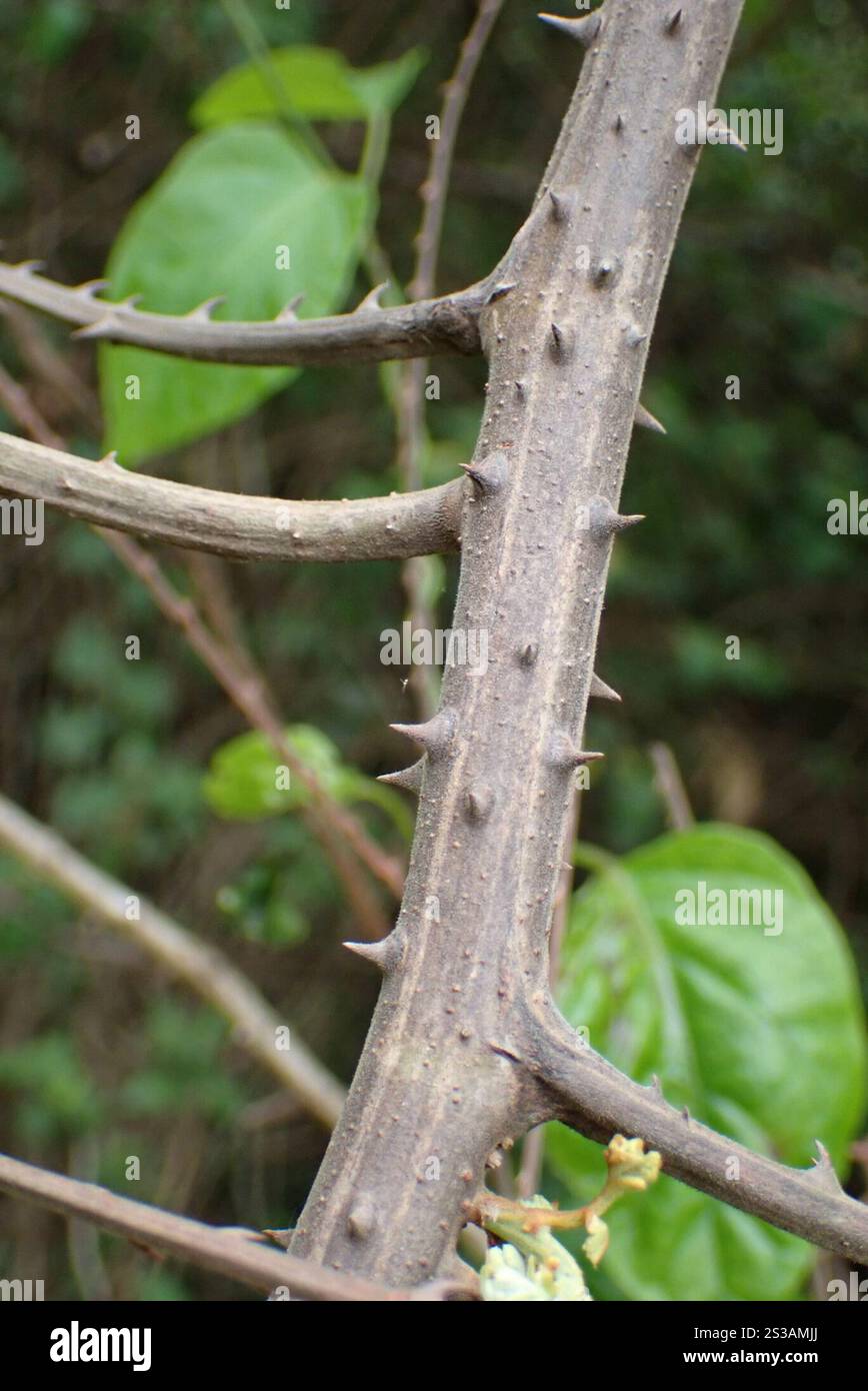 Mysore thorn hi-res stock photography and images - Alamy