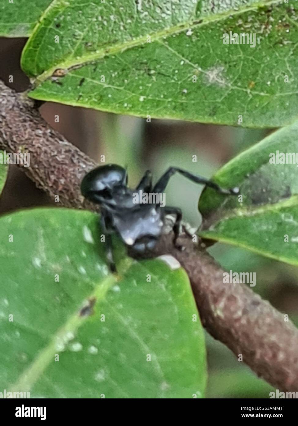 Giant Turtle Ants (Cephalotes atratus Stock Photo - Alamy