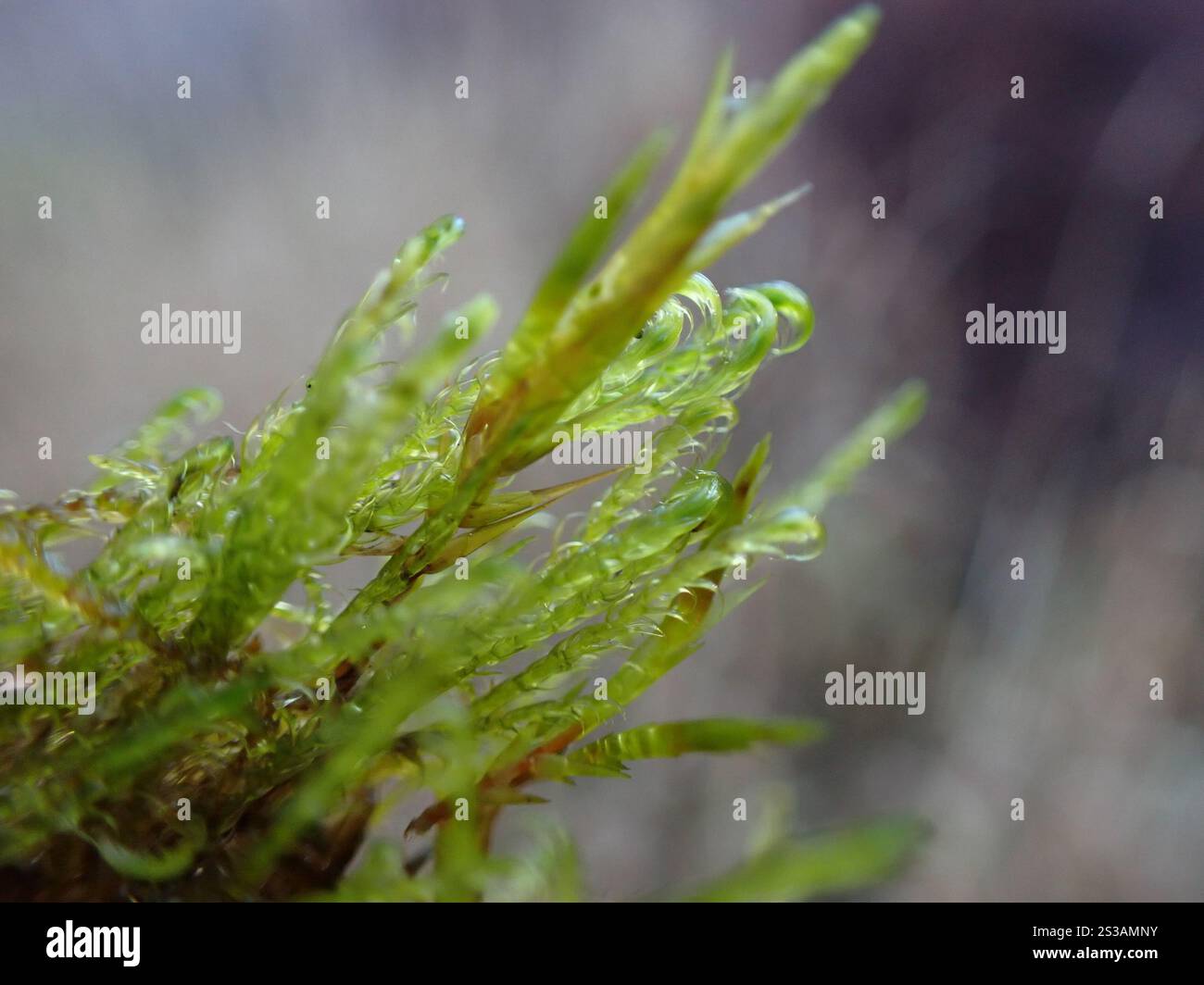 Kneiff's hook-moss (Drepanocladus aduncus Stock Photo - Alamy