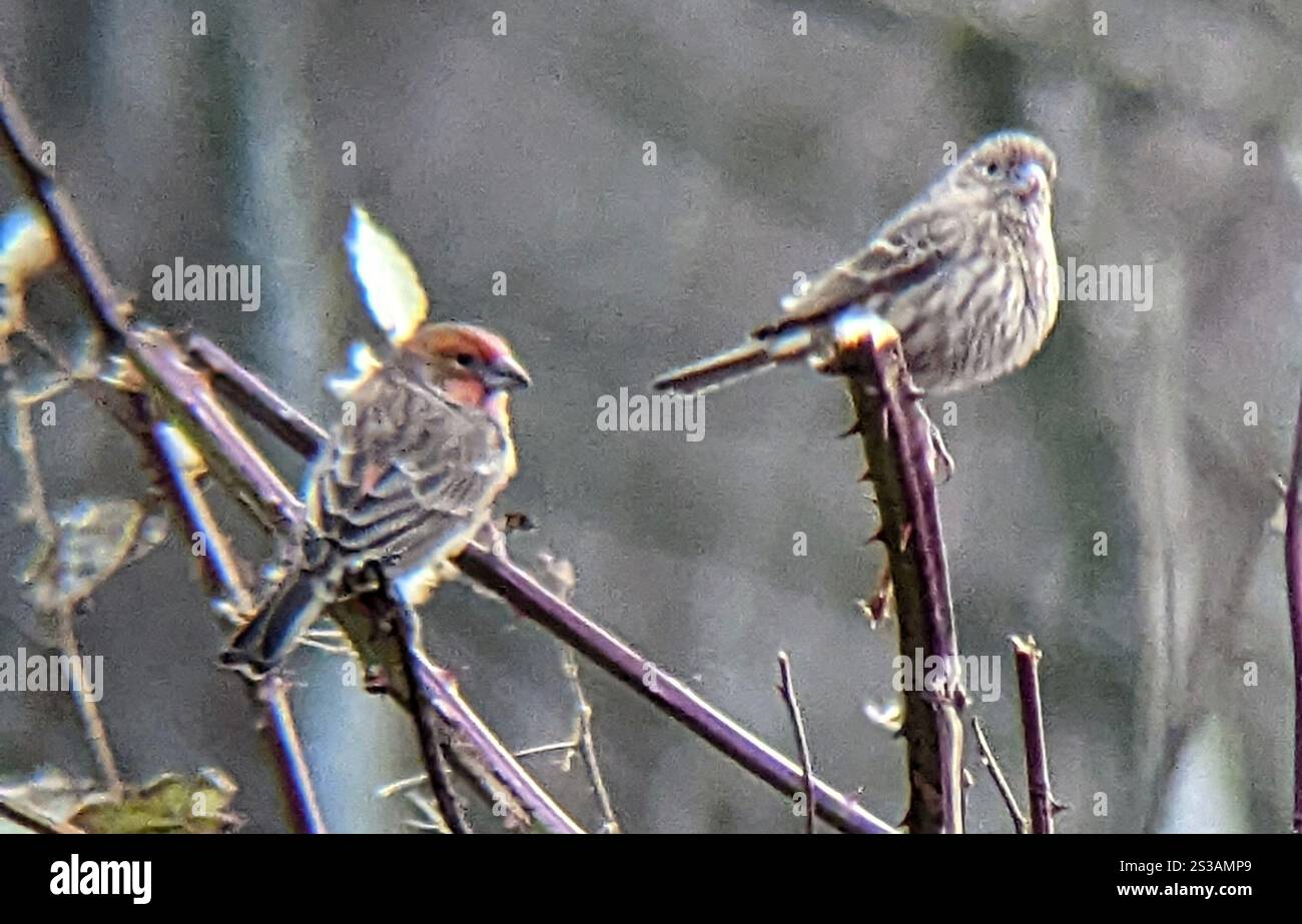 House Finch (Haemorhous mexicanus Stock Photo - Alamy