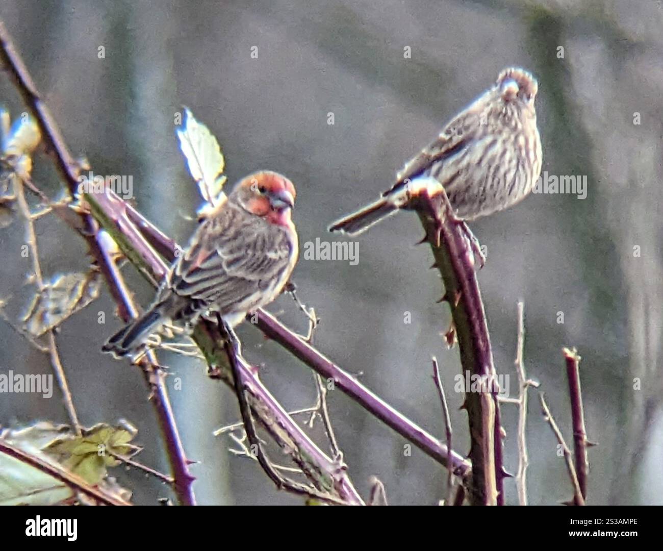 House Finch (Haemorhous mexicanus Stock Photo - Alamy