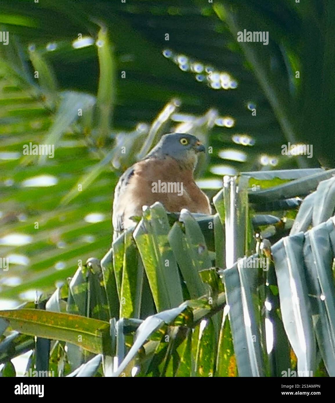 Chinese Sparrowhawk (Tachyspiza soloensis Stock Photo - Alamy