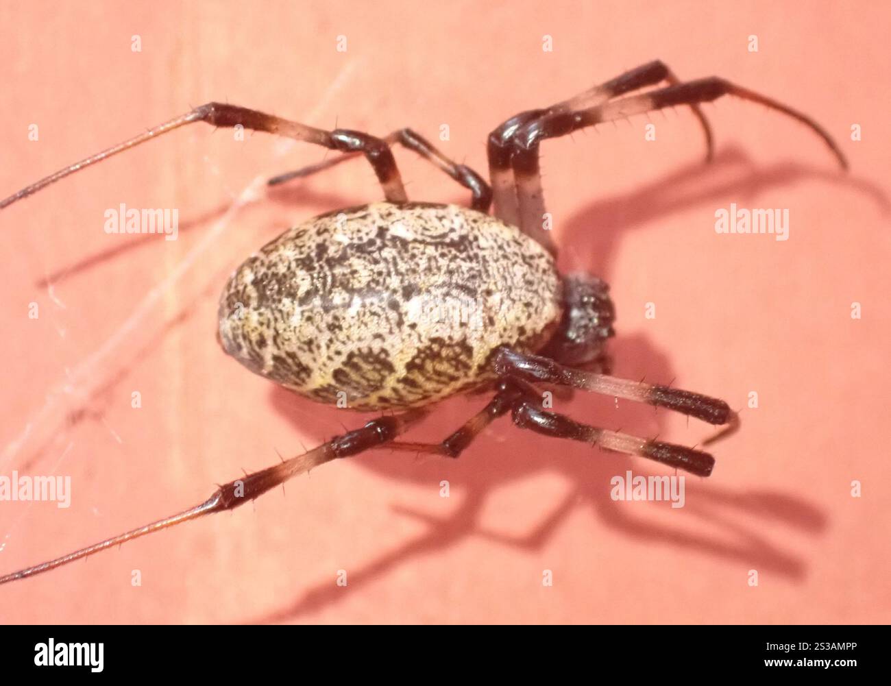 Asian Hermit Spider (Nephilengys malabarensis Stock Photo - Alamy