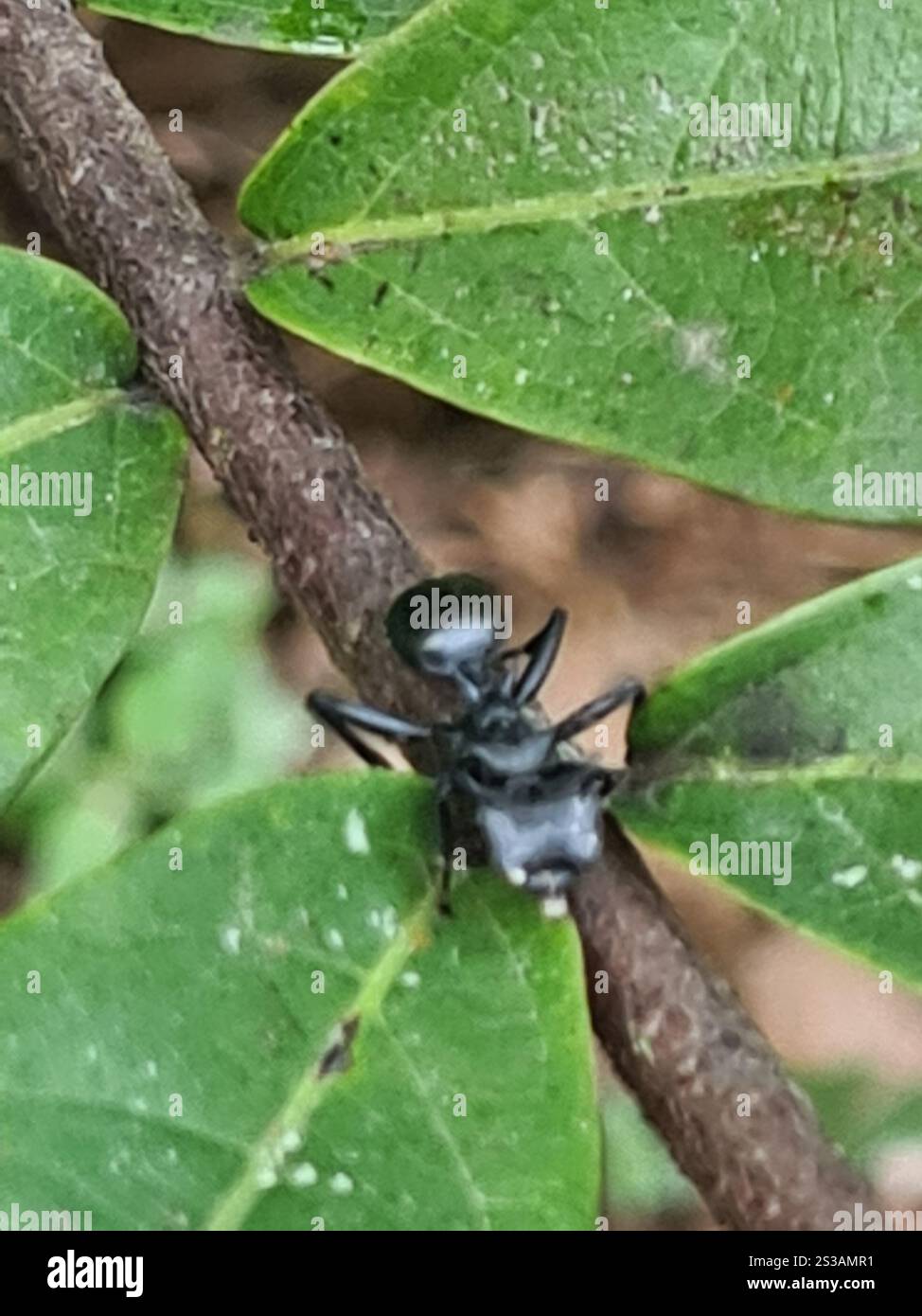 Giant Turtle Ants (Cephalotes atratus Stock Photo - Alamy