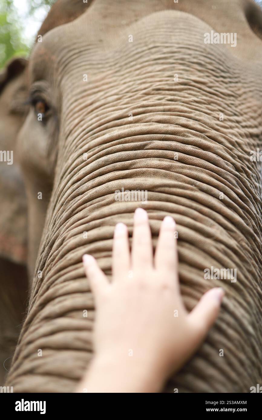 Human hand touching Asian elephant Stock Photo - Alamy