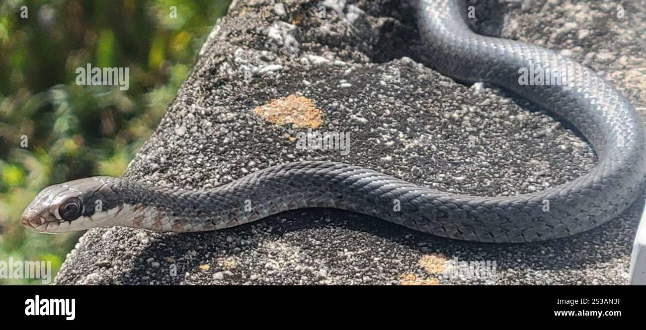 Southern Black Racer (Coluber constrictor priapus Stock Photo - Alamy