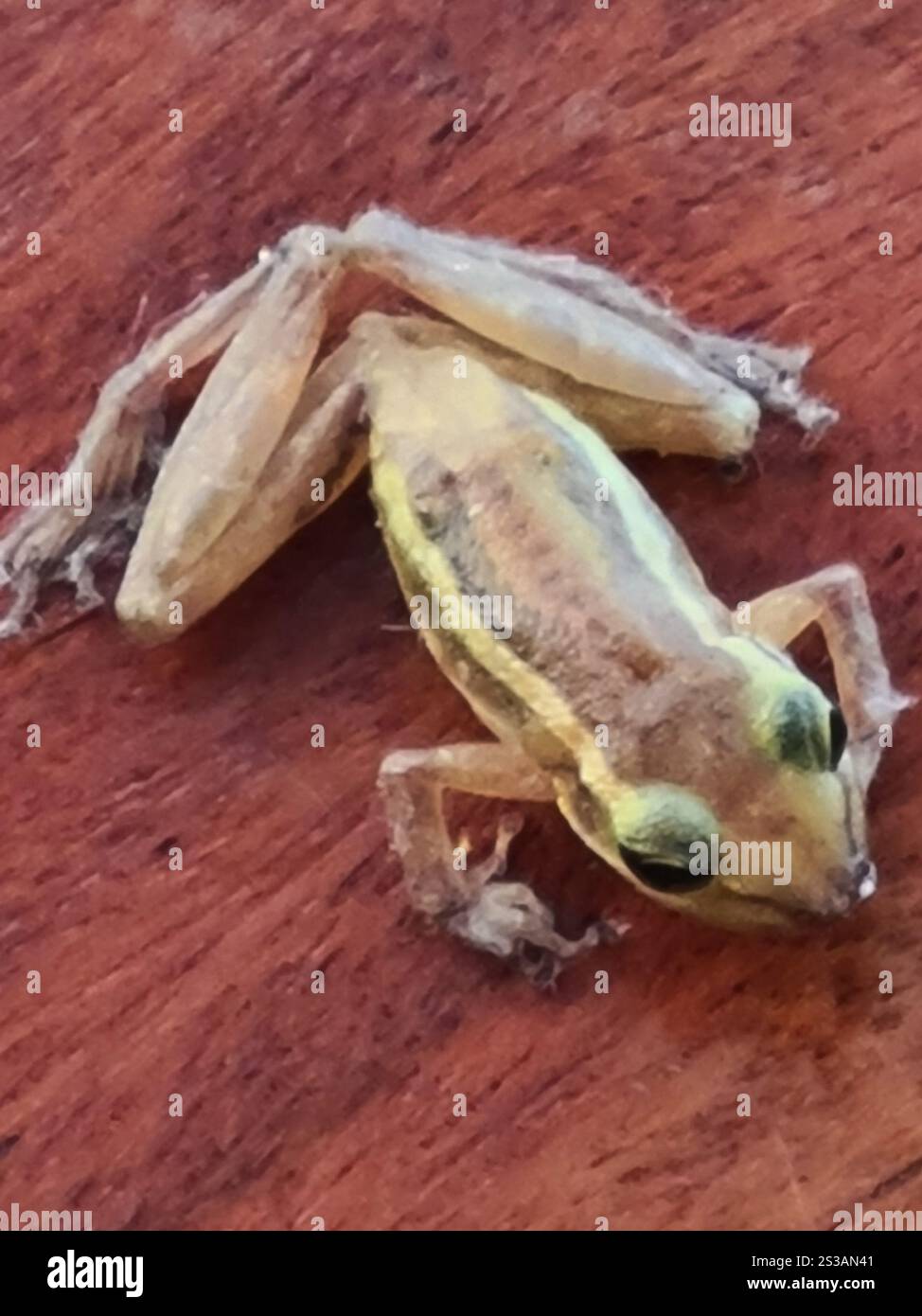 Red Snouted Tree Frog (Scinax ruber Stock Photo - Alamy