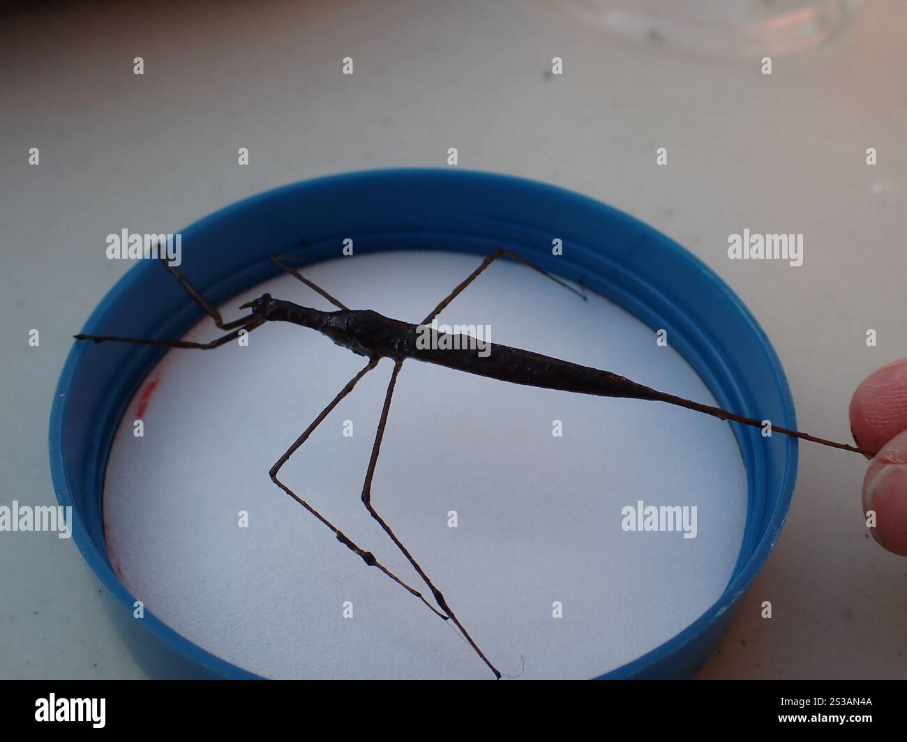 Brown Waterscorpion (Ranatra fusca Stock Photo - Alamy